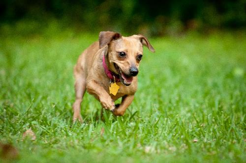 Chiwi - AL's Web Page