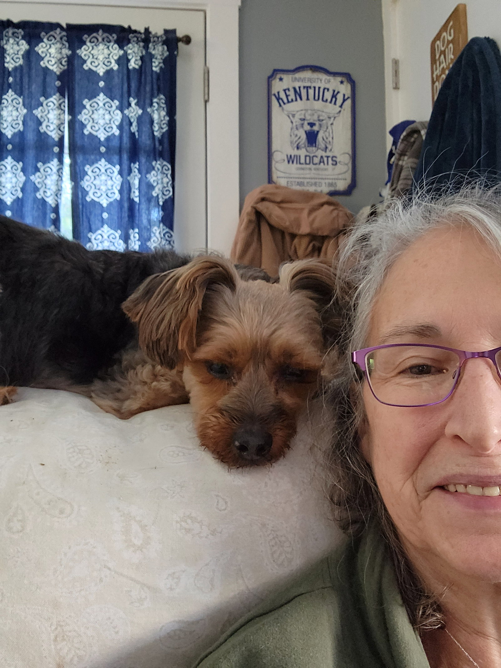 Dog for Adoption - Toby, a Yorkshire Terrier Yorkie in Cincinnati, OH ...