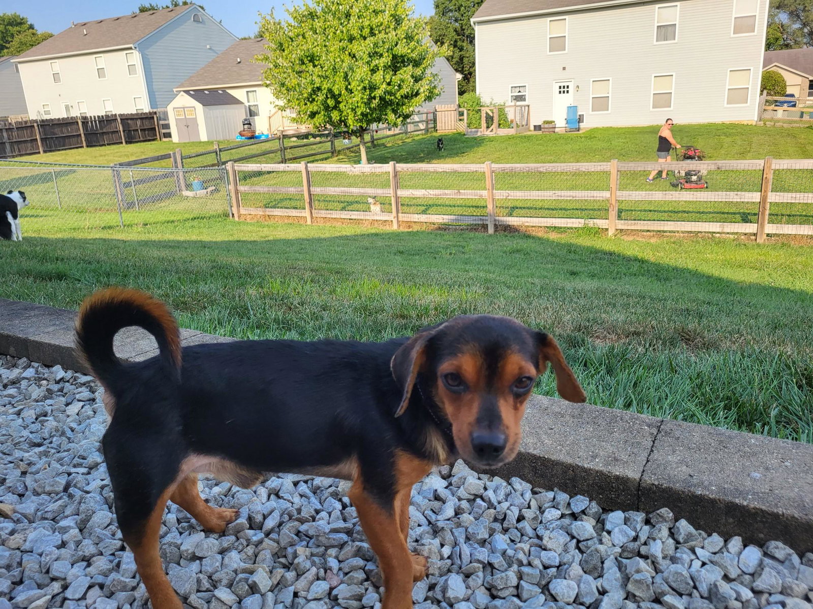 Dog for Adoption - Bayton, a Beagle in Goshen, OH | Alpha Paw