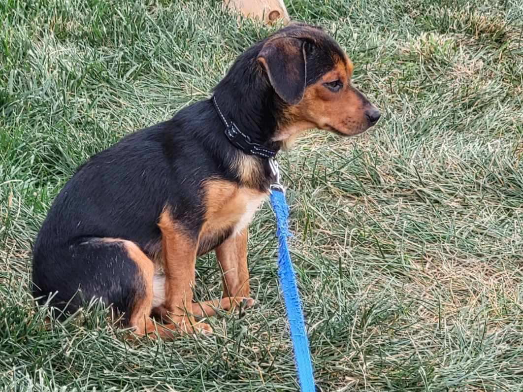 Dog for Adoption - Bayton, a Beagle in Goshen, OH | Alpha Paw