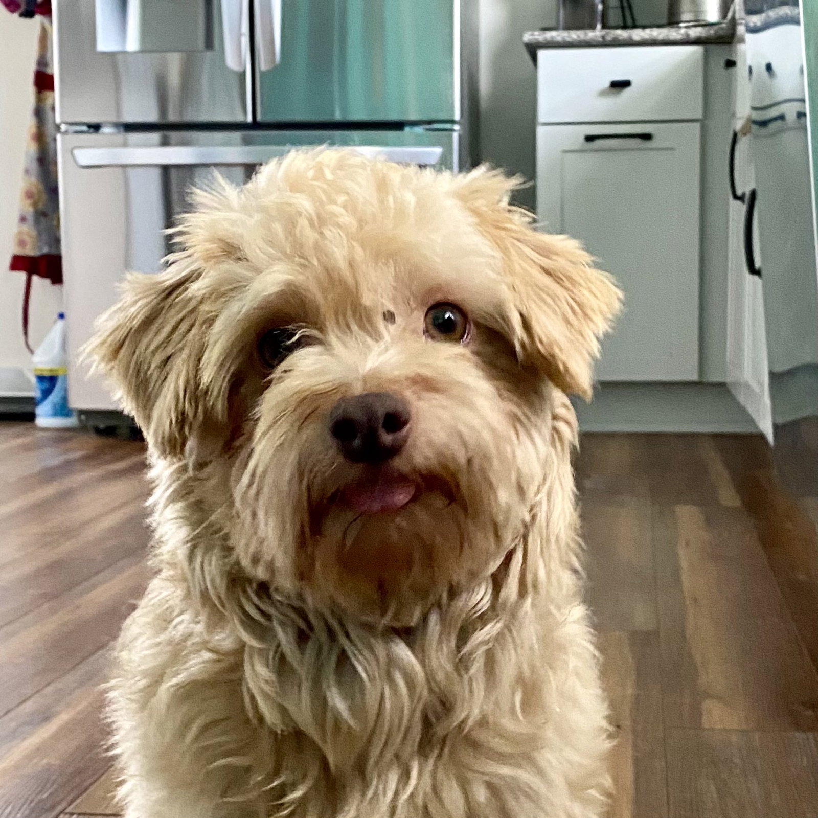 Dog for Adoption - Teddy, a Havanese in Southgate, KY | Alpha Paw