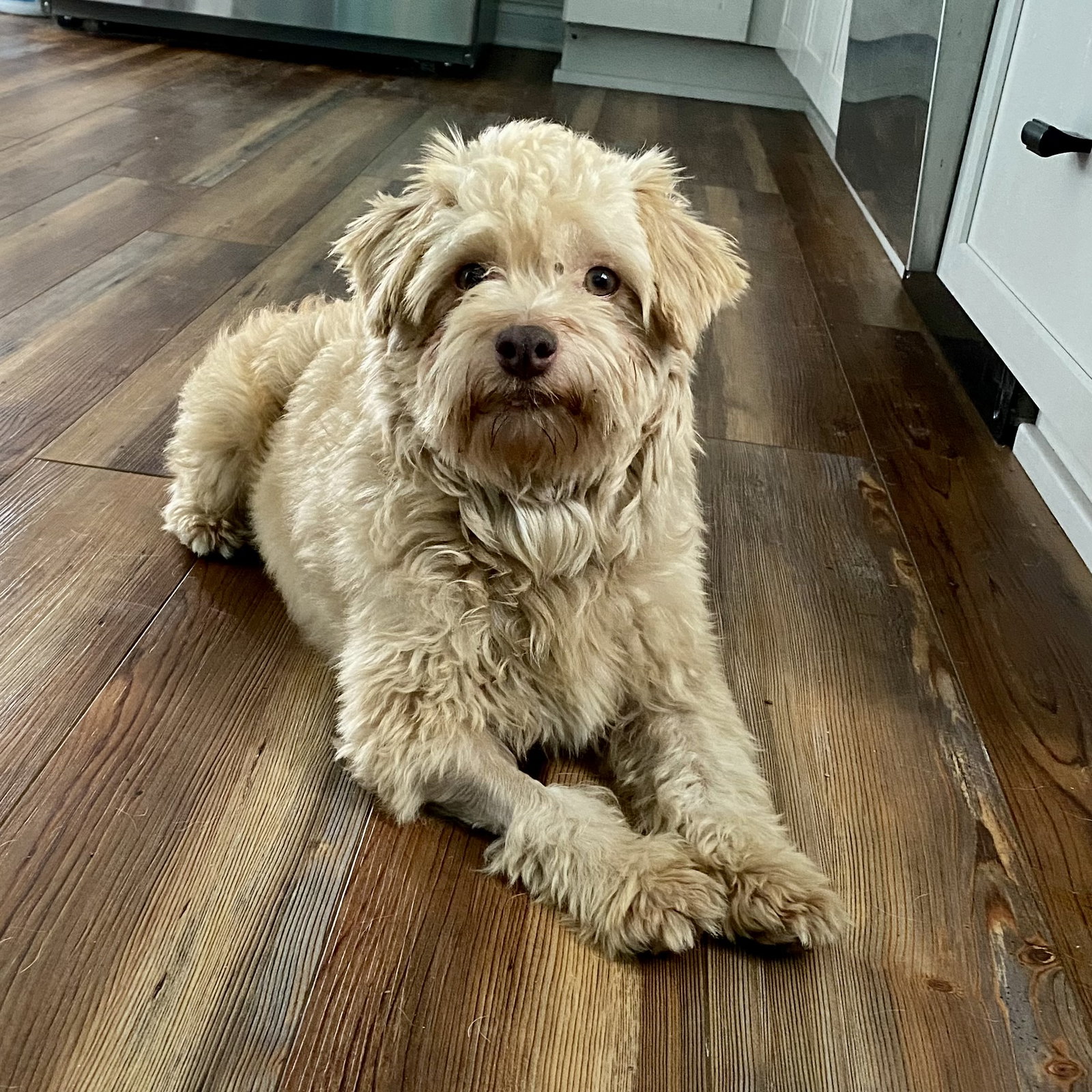 Dog for Adoption - Teddy, a Havanese in Southgate, KY | Alpha Paw
