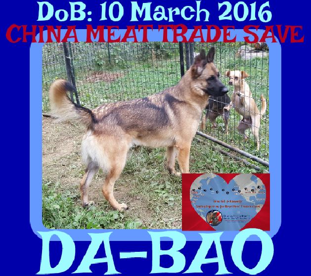 DA-BAO - China Meat Trade Save - $1000's Web Page