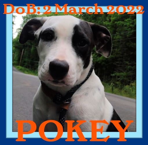 POKEY's Web Page