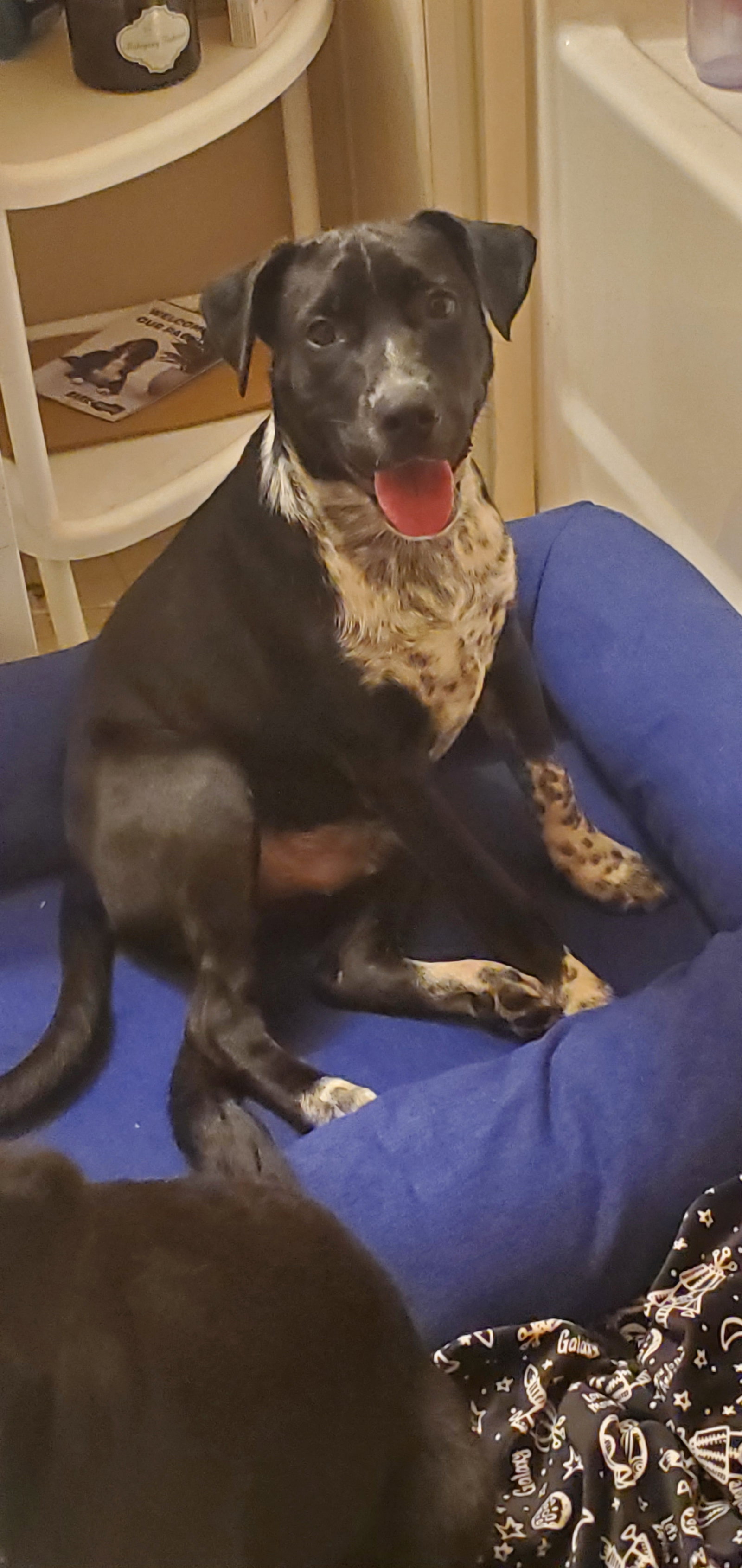 Dog for Adoption - PO-BOY - Fostered in Levant, ME, a Labrador ...