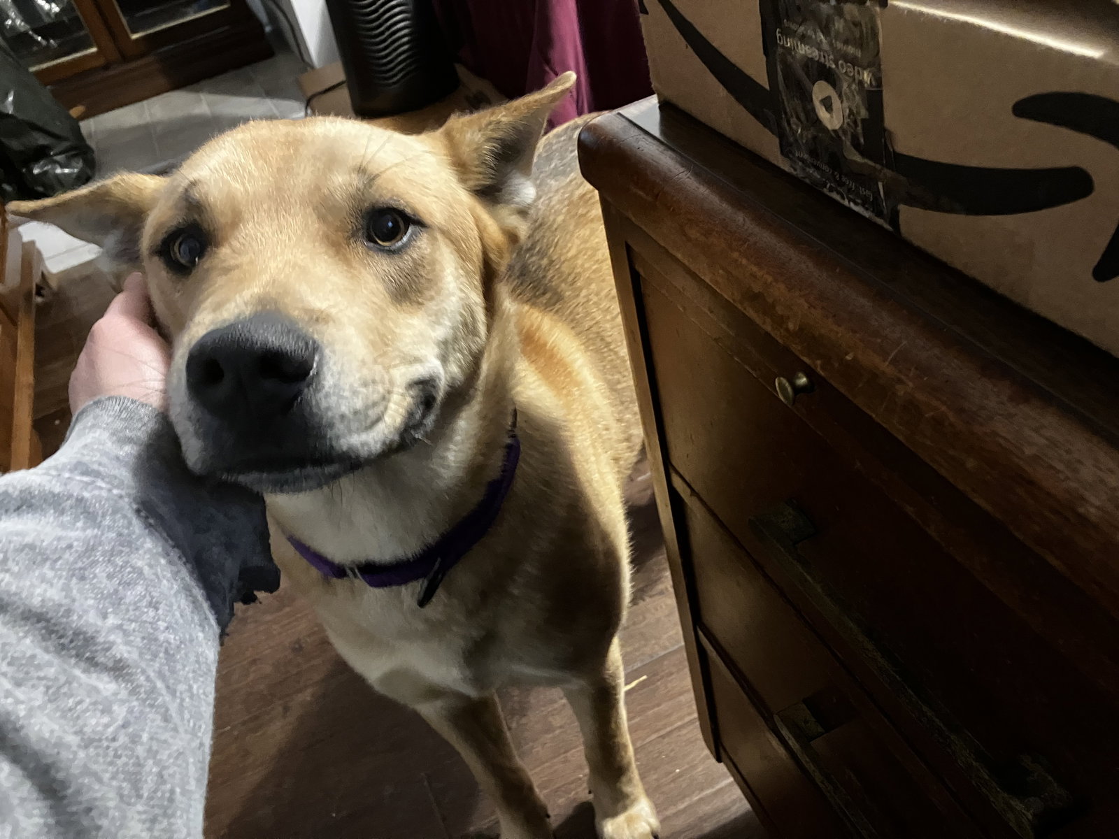 Dog for Adoption - ARCHER - * * $300 * *, a German Shepherd Dog in ...