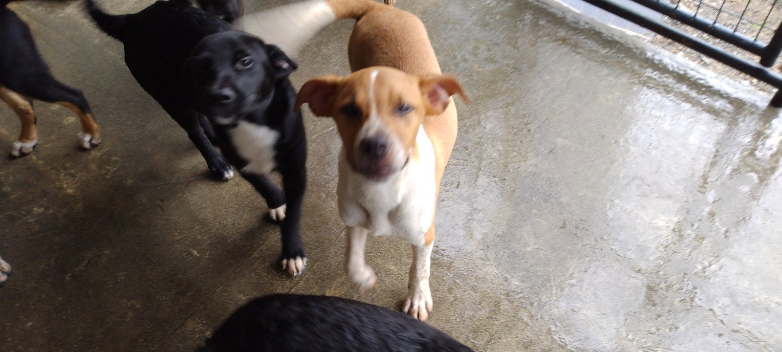 Dog for Adoption - JACOB, a Terrier in Frankfort, ME | Alpha Paw