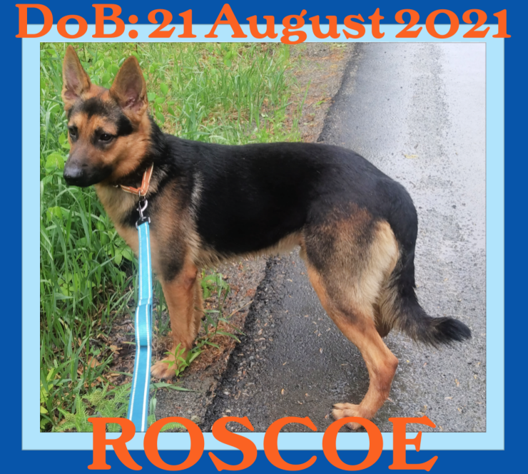ROSCOE's Web Page