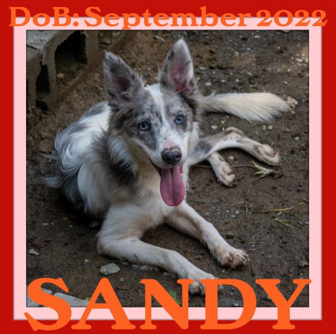 Dog for Adoption - SANDY CHEEKS, a Australian Shepherd in Swanville, ME ...