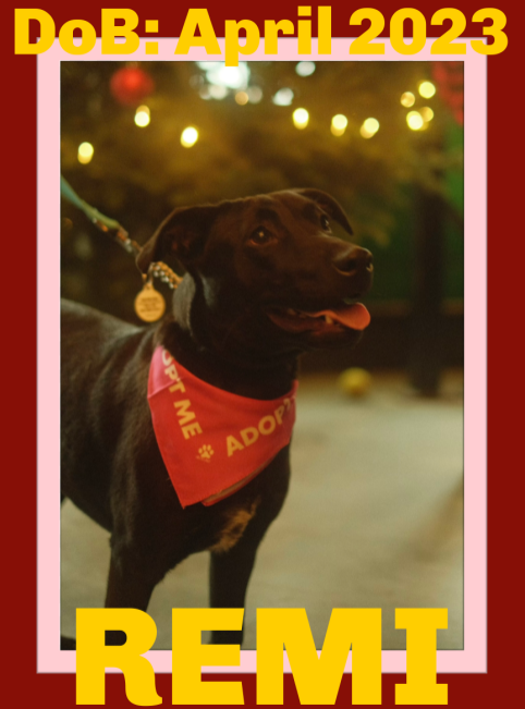 Dog for Adoption - REMI, a Black Labrador Retriever in Bucksport, ME ...