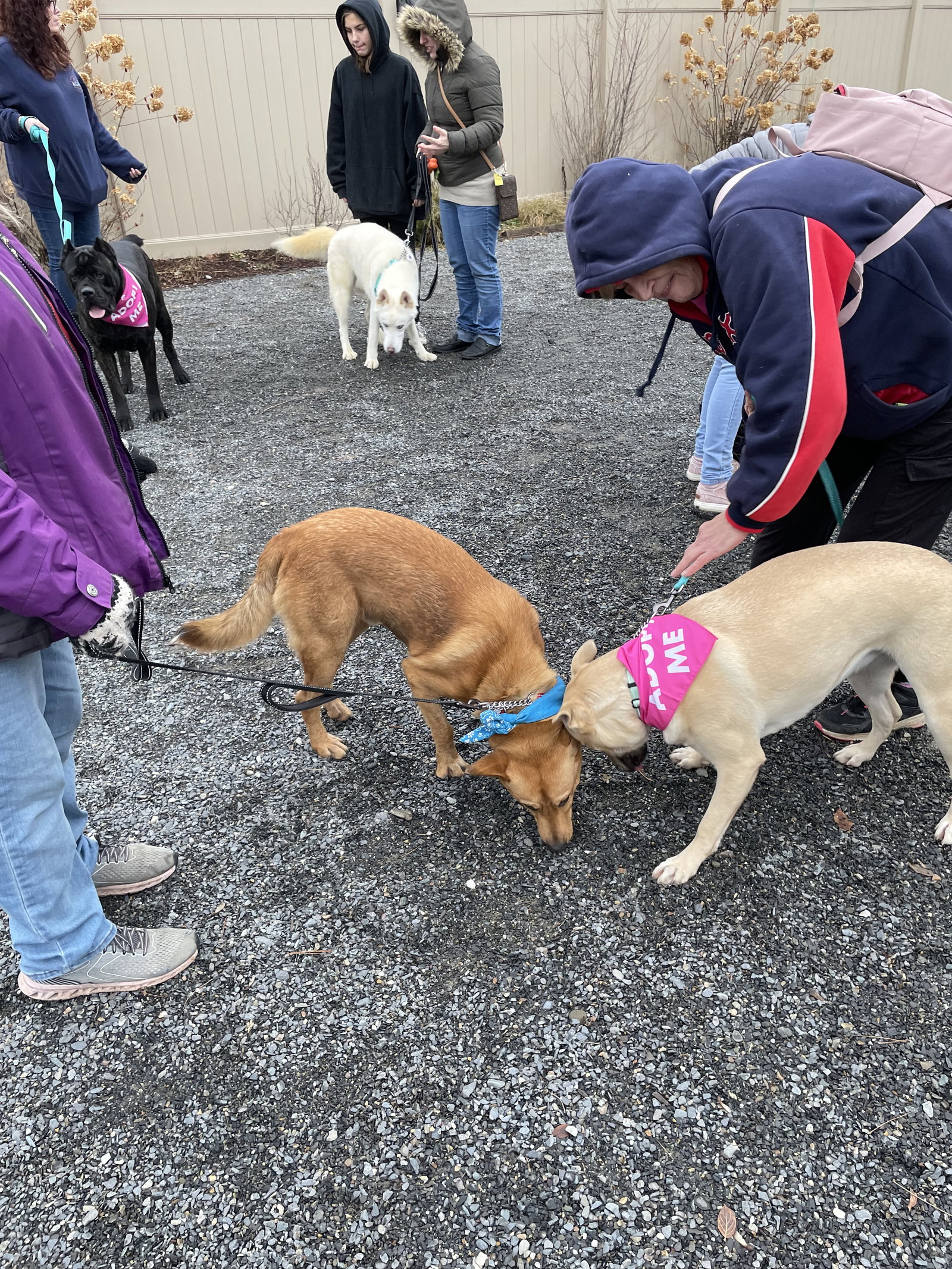 Dog for Adoption - FENNIC, a Red Heeler in Bucksport, ME | Alpha Paw