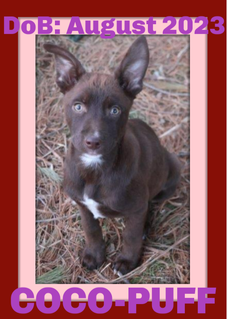 COCO PUFF's Web Page