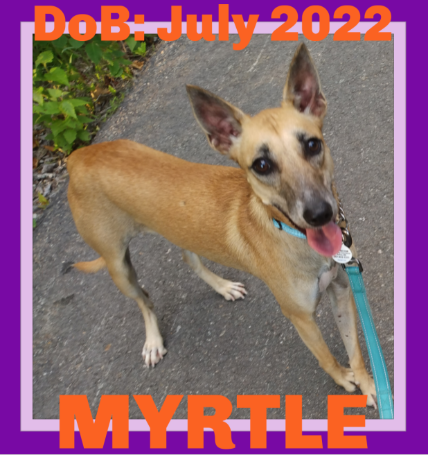 MYRTLE's Web Page