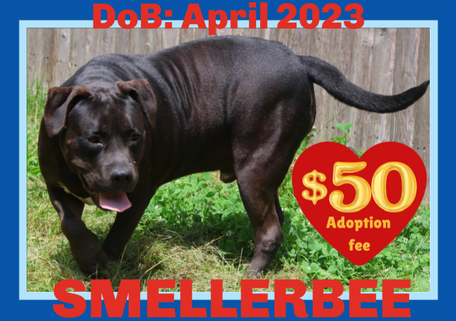 SMELLERBEE - $50's Web Page