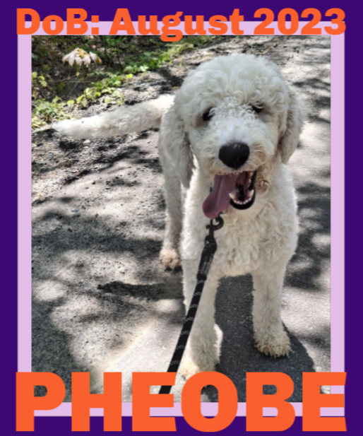 PHEOBE bonded with Lil-Beth's Web Page