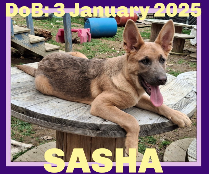 SASHA's Web Page