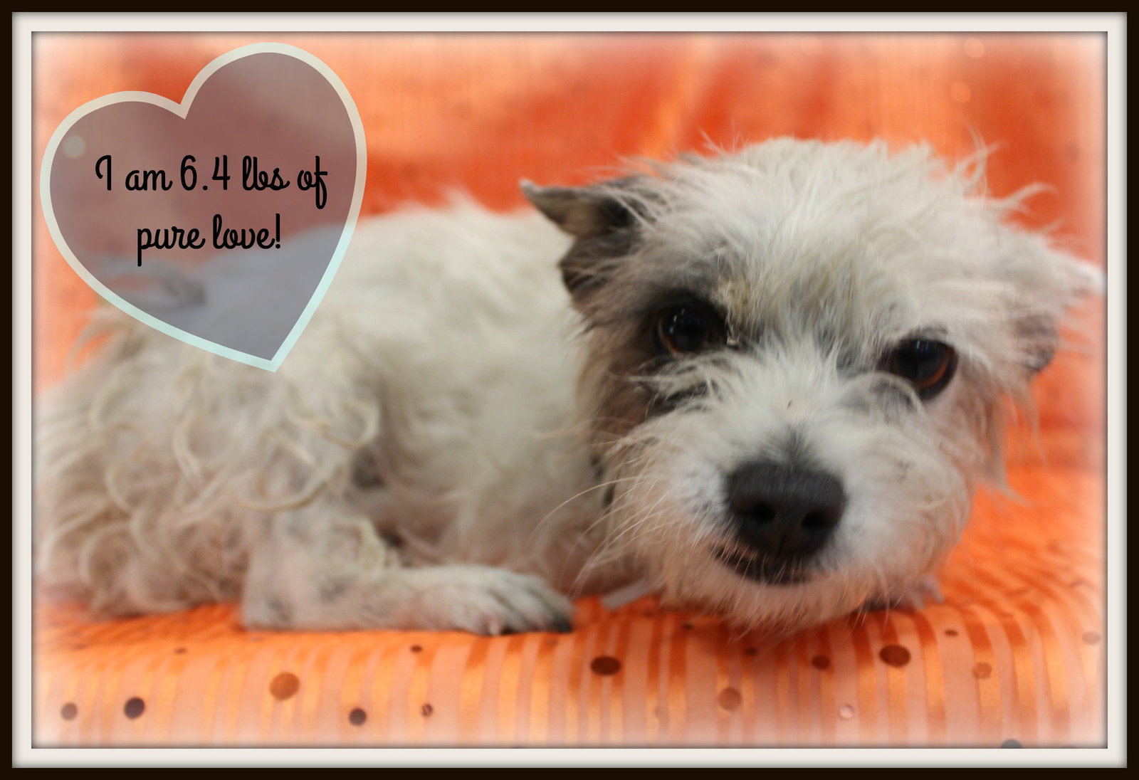 Dog For Adoption Miss Saigon A Norwich Terrier In Woodbranch TX dog-for-adoption-miss-saigon-a-norwich-terrier-in-woodbranch-tx