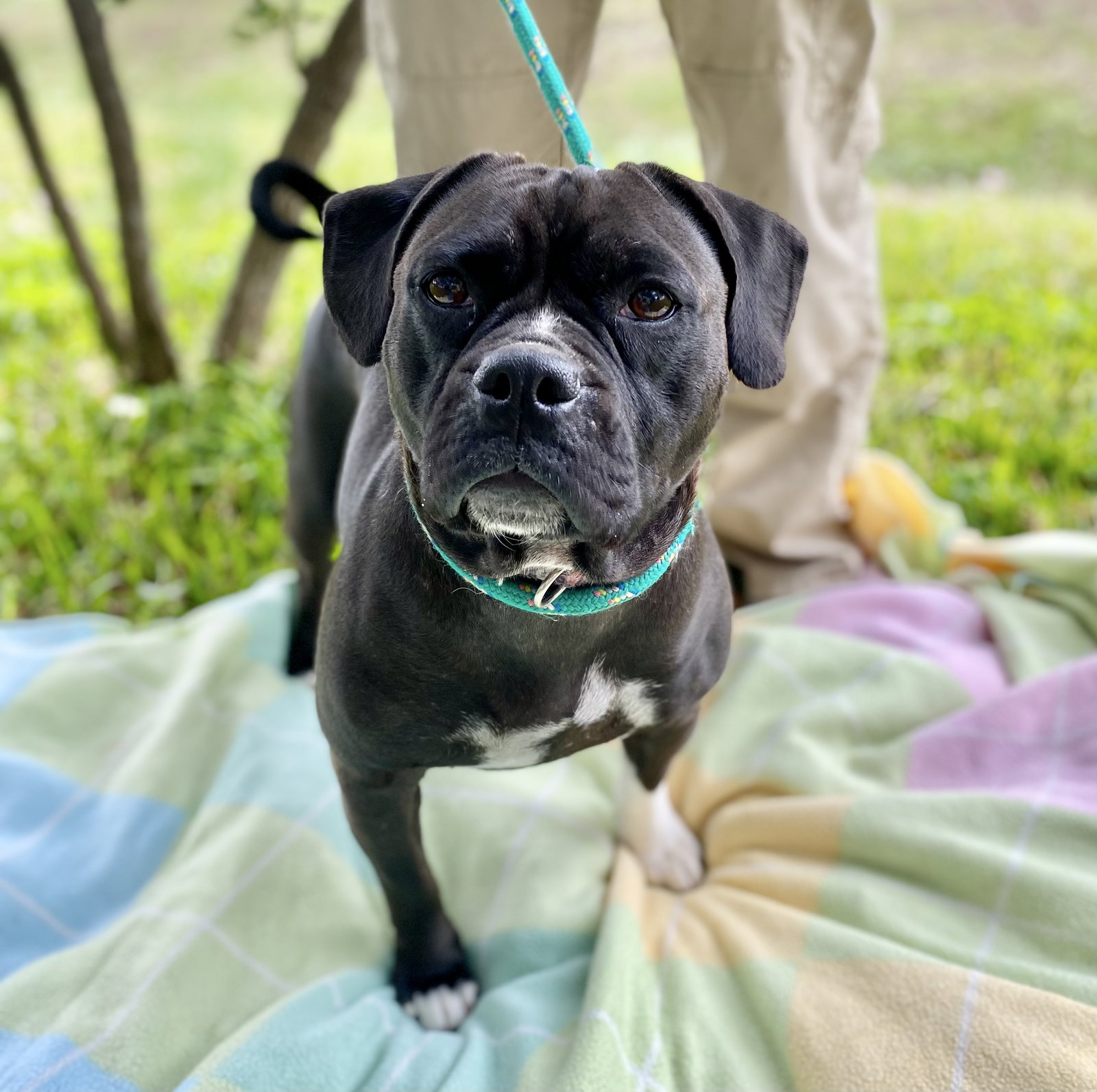 Dog for Adoption - Primarosa, a Boston Terrier in Fort Bend County, TX ...