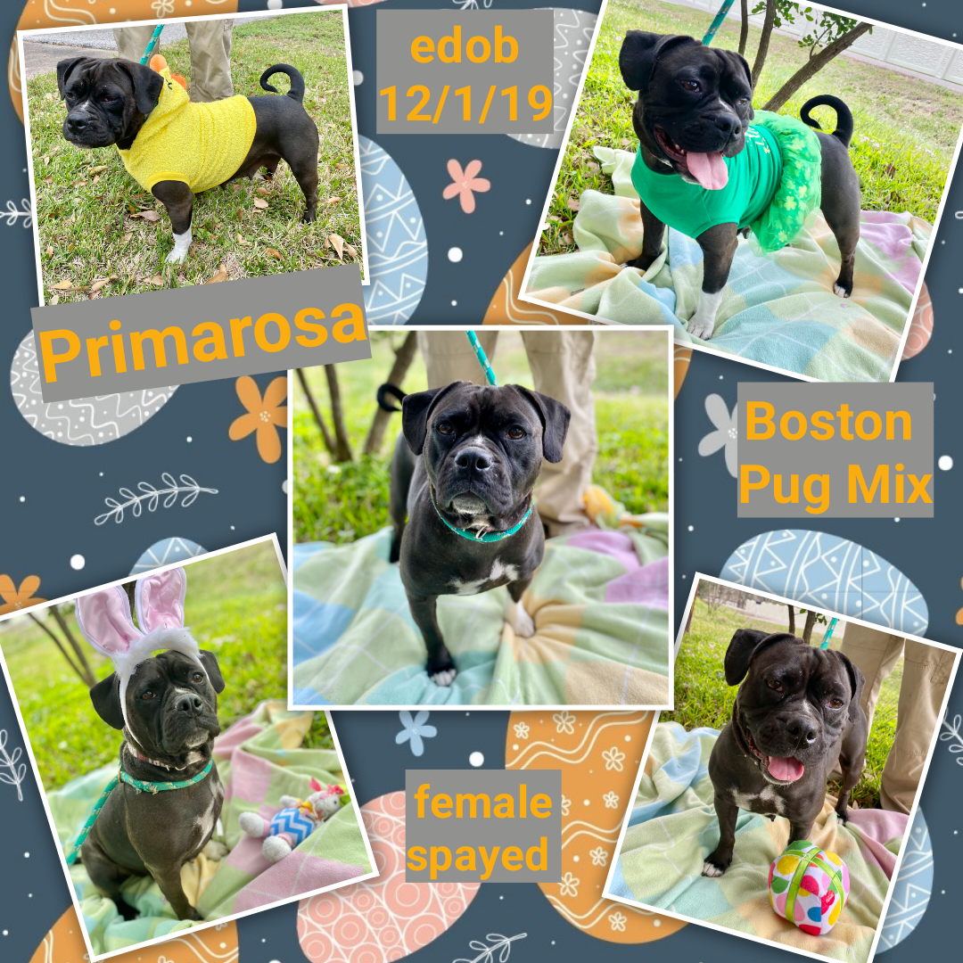 Dog for Adoption - Primarosa, a Boston Terrier in Fort Bend County, TX ...