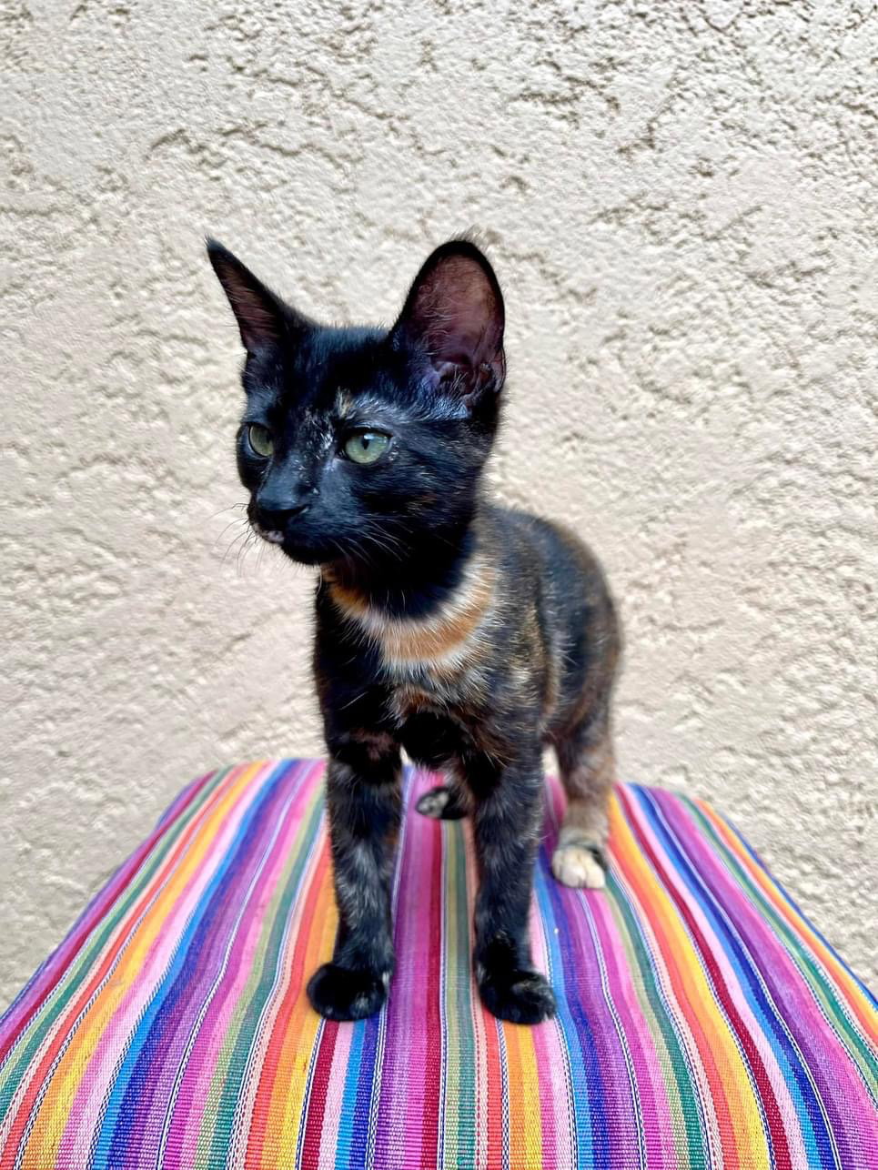 Cats for Adoption in Sahuarita, Arizona | Alpha Paw