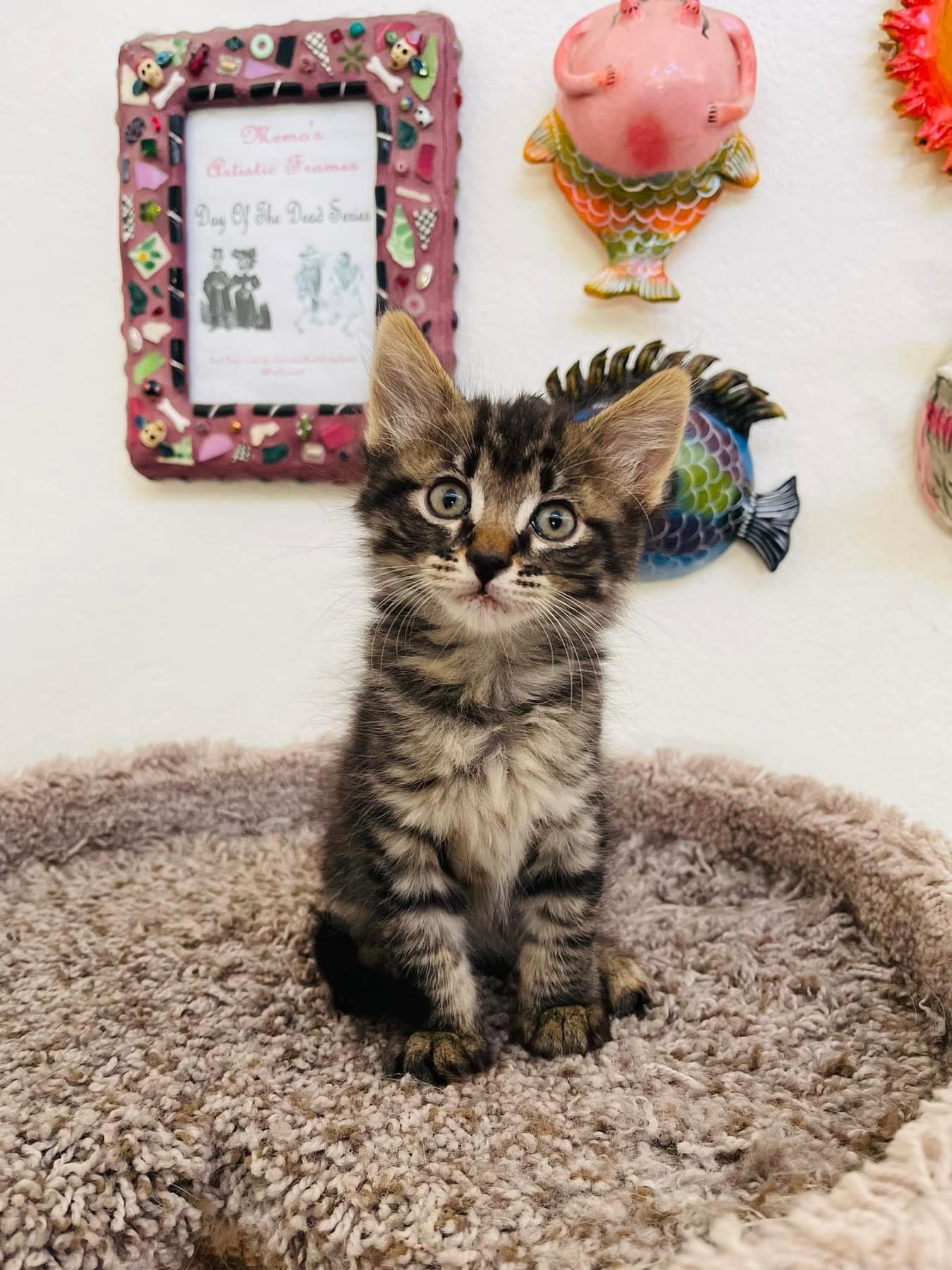 Cat adoption in Tucson, AZ 85711: Domestic Long Hair / Mixed (medium ...