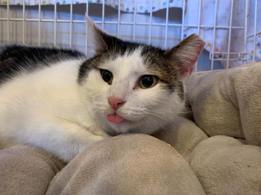 Cats for Adoption in Cedar Hill, Missouri | Alpha Paw