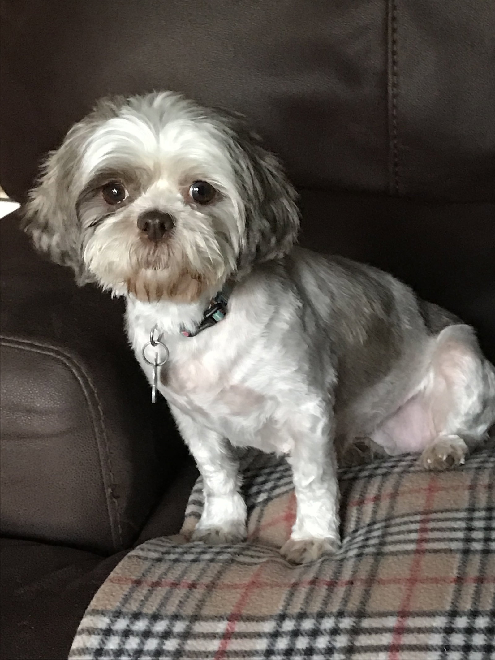 Dog for Adoption - Ellie - ARR, a Shih Tzu in Hancock County, OH ...