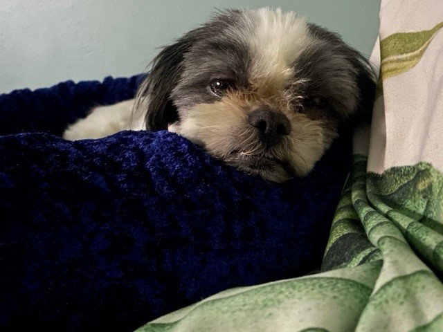 Dog for Adoption - Robin - ARR, a Shih Tzu in Zanesville, OH | Alpha Paw