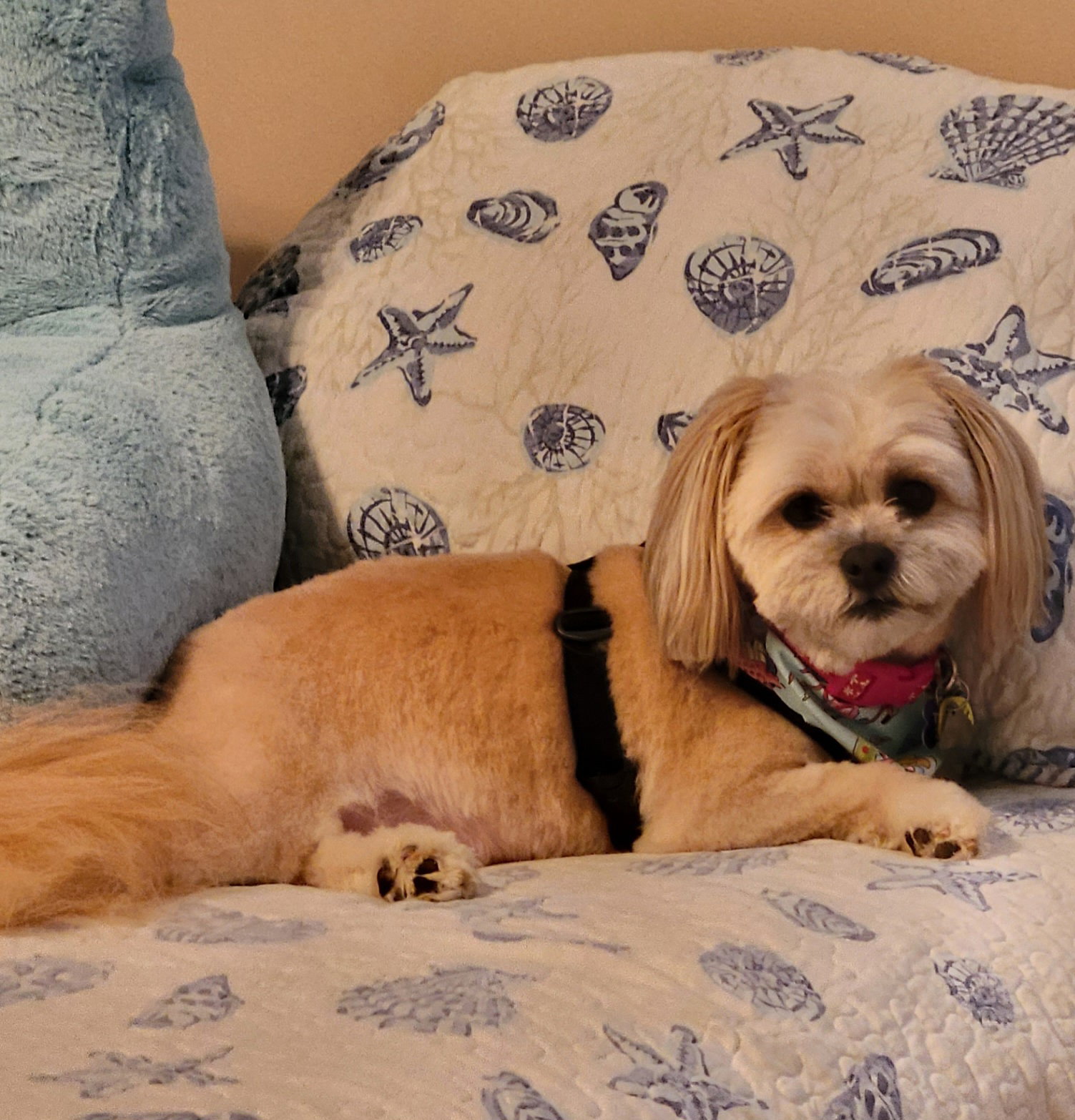 Dog for Adoption - Izzy - OS, a Shih Tzu in Morrow County, OH | Alpha Paw