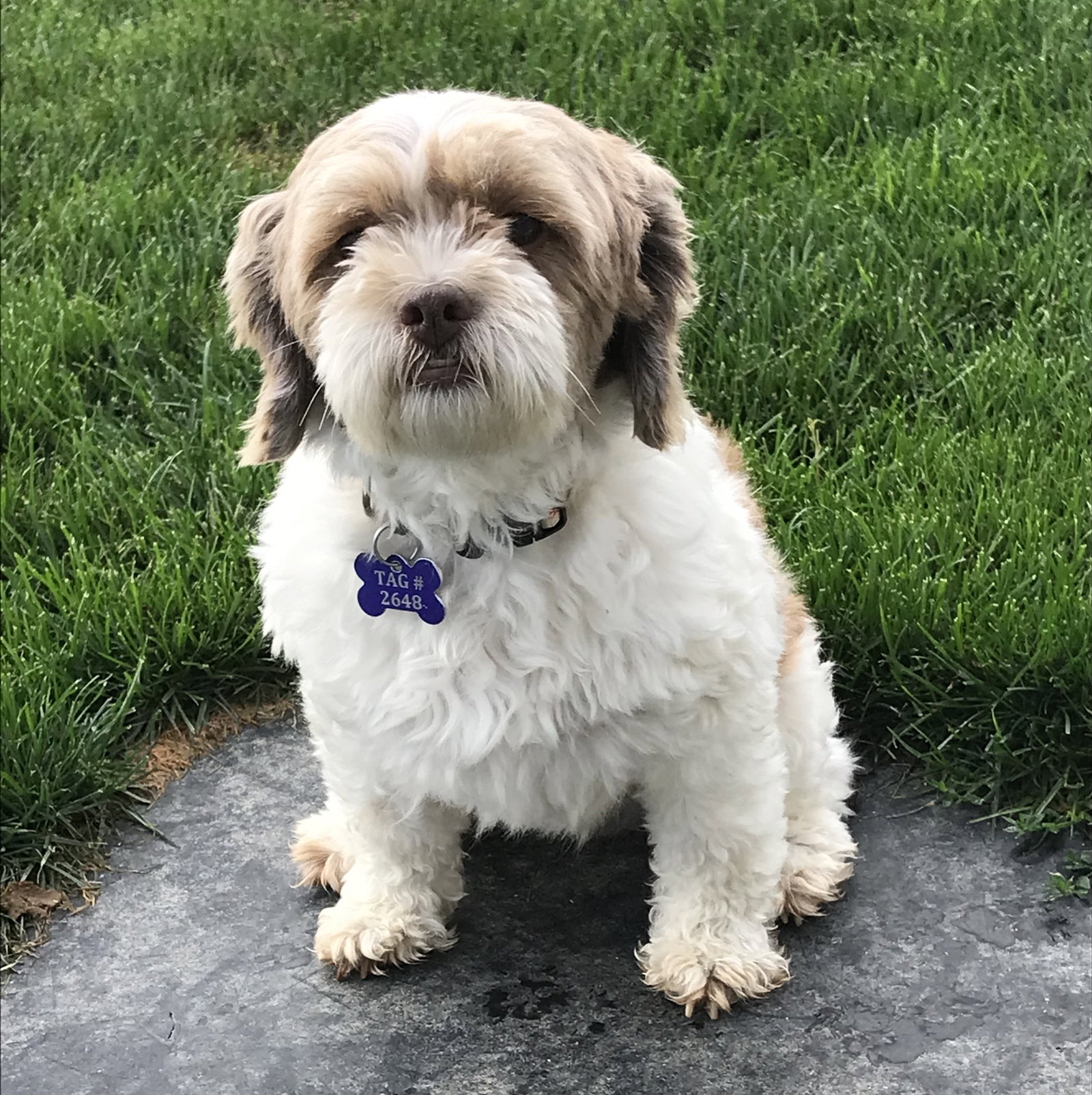 Dog for Adoption - Clara Jane - PMD, a Shih Tzu in Ontario, OH | Alpha Paw