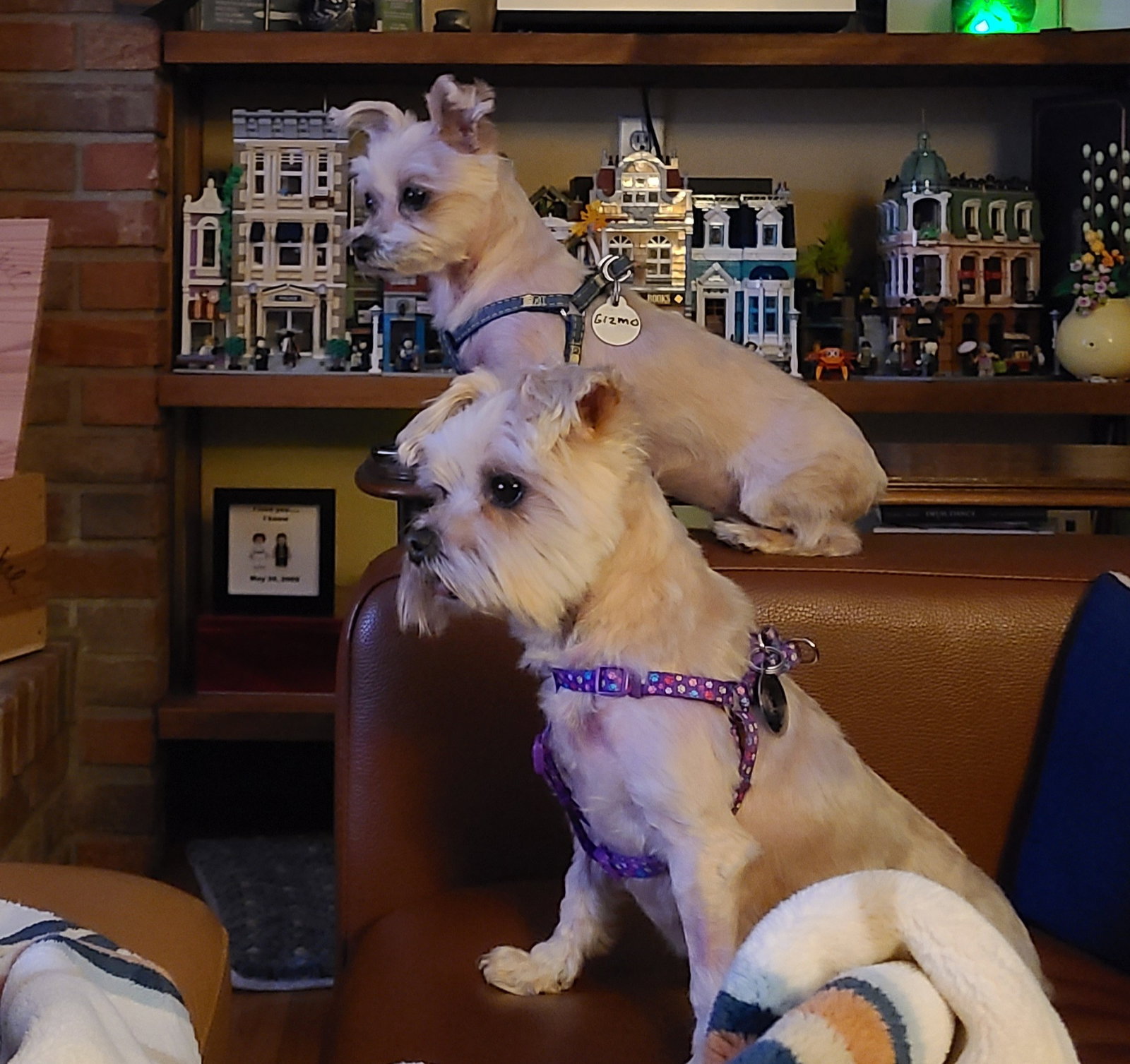 Dog for Adoption - Winifred Fairfield, a Yorkshire Terrier Yorkie in ...
