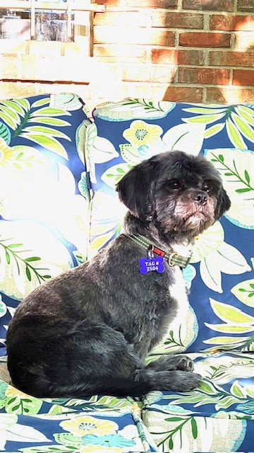 Dog for Adoption - Colton - ARR, a Shih Tzu in Coshocton County, OH ...