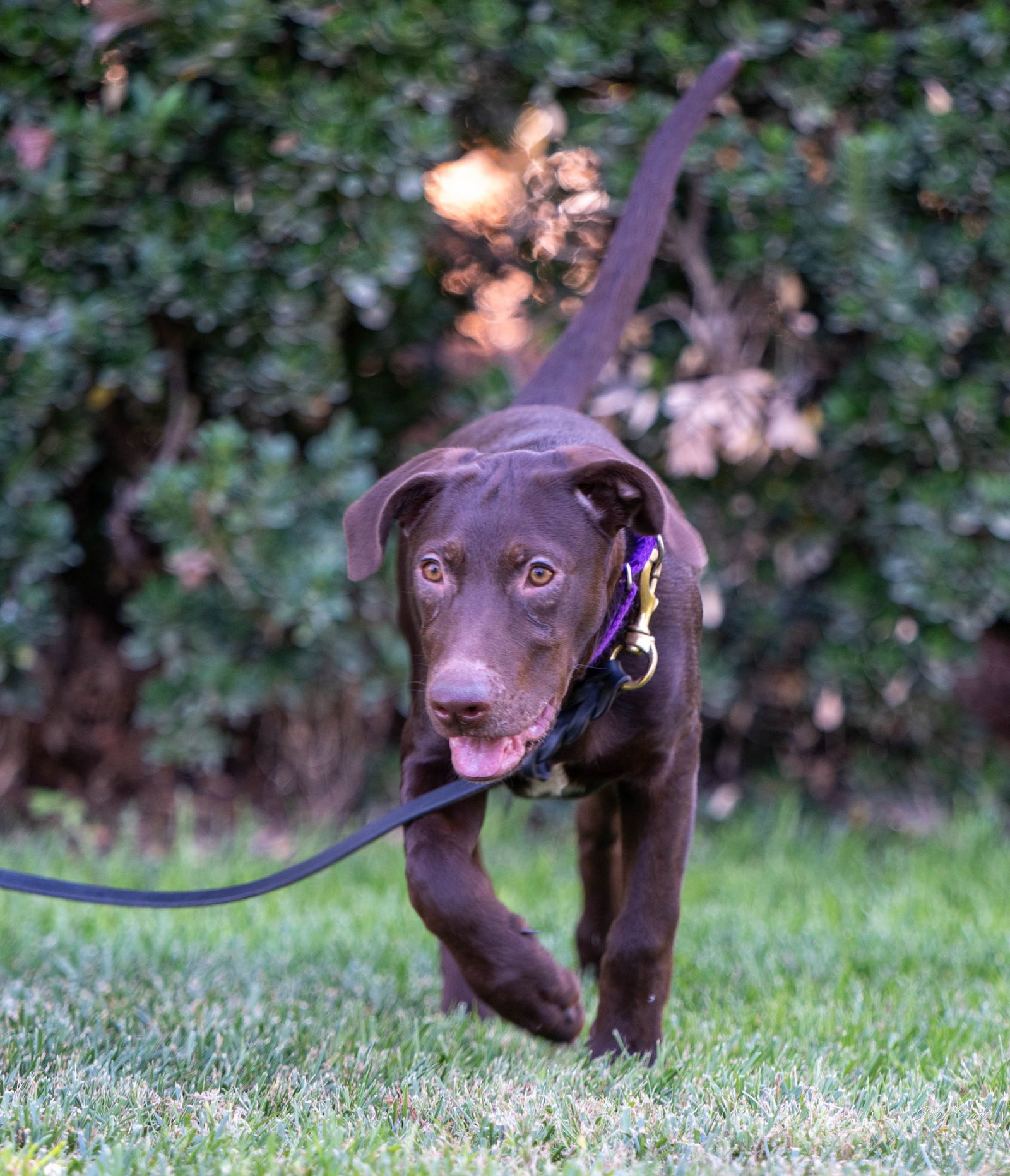 Dog for Adoption - Mookie, a Labrador Retriever in Mariposa, CA | Alpha Paw