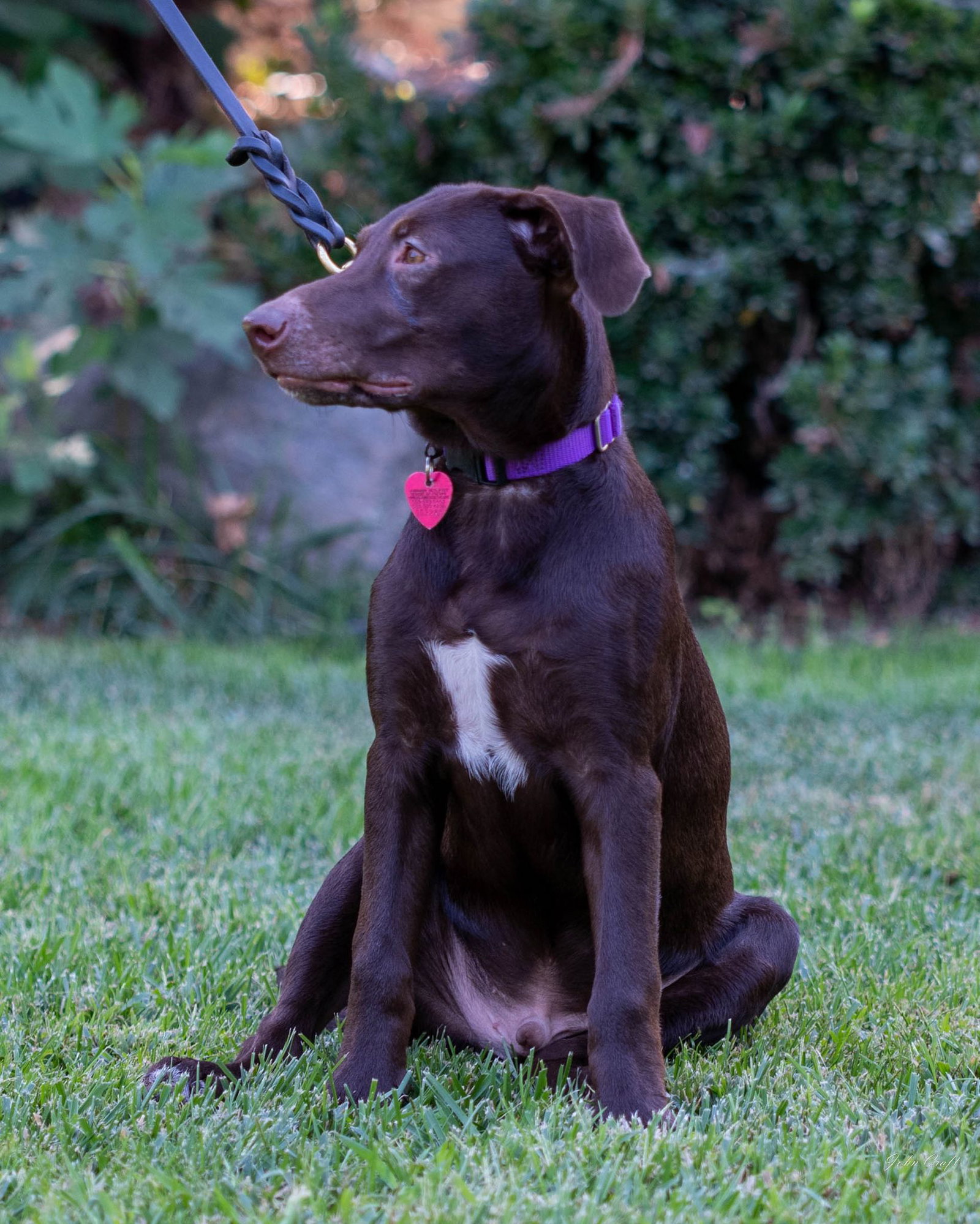 Dog for Adoption - Mookie, a Labrador Retriever in Mariposa, CA | Alpha Paw