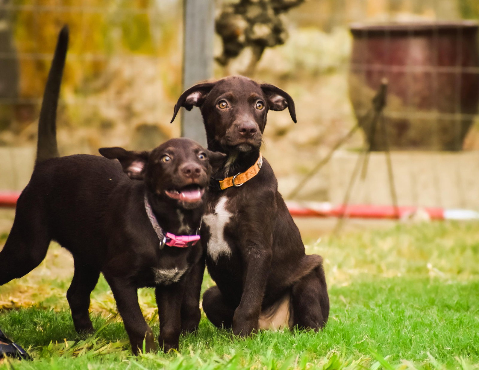 Dog for Adoption - Jennie, Jocy and Maya, a Labrador Retriever in ...