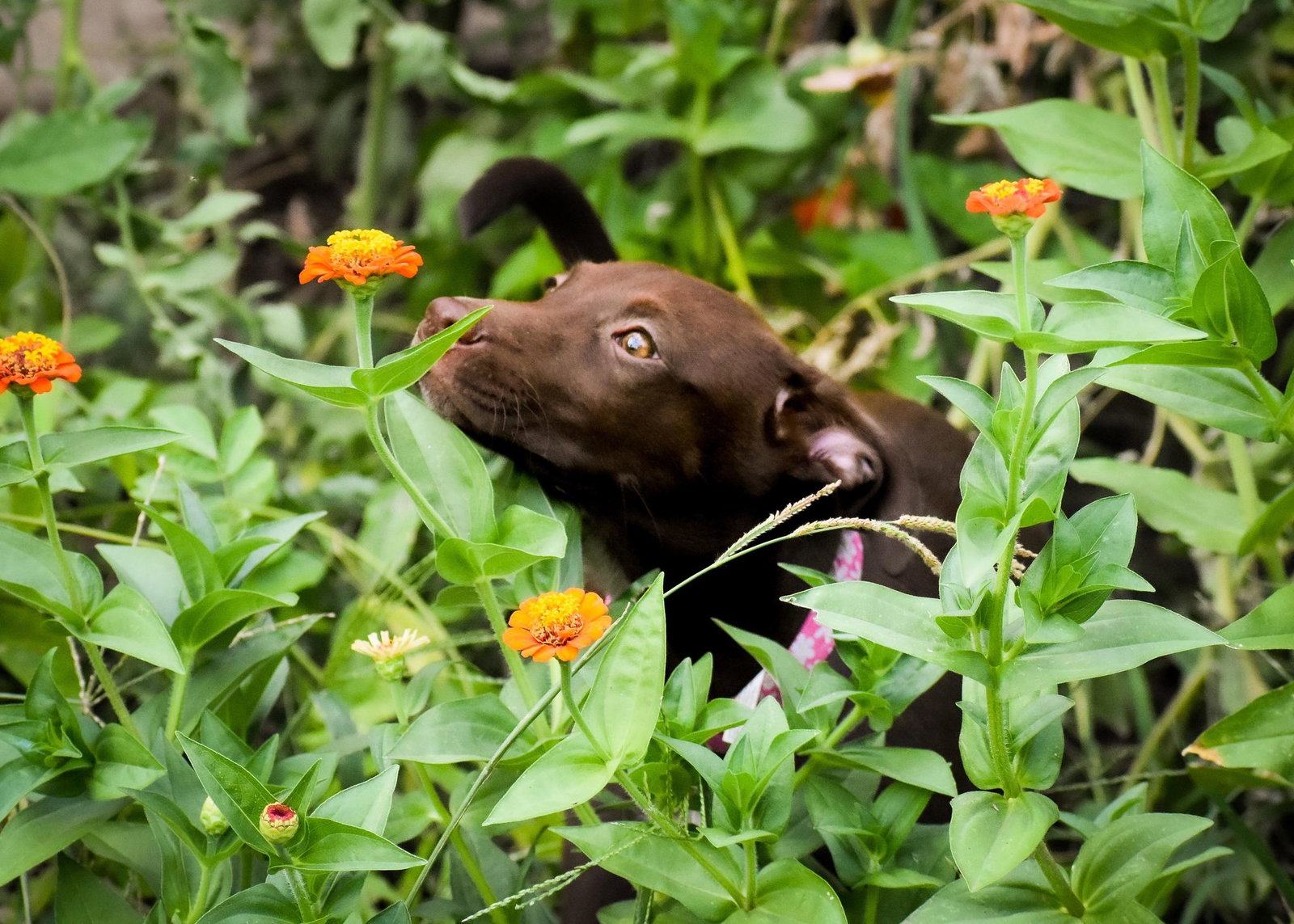 Dog for Adoption - Jennie, Jocy and Maya, a Labrador Retriever in ...