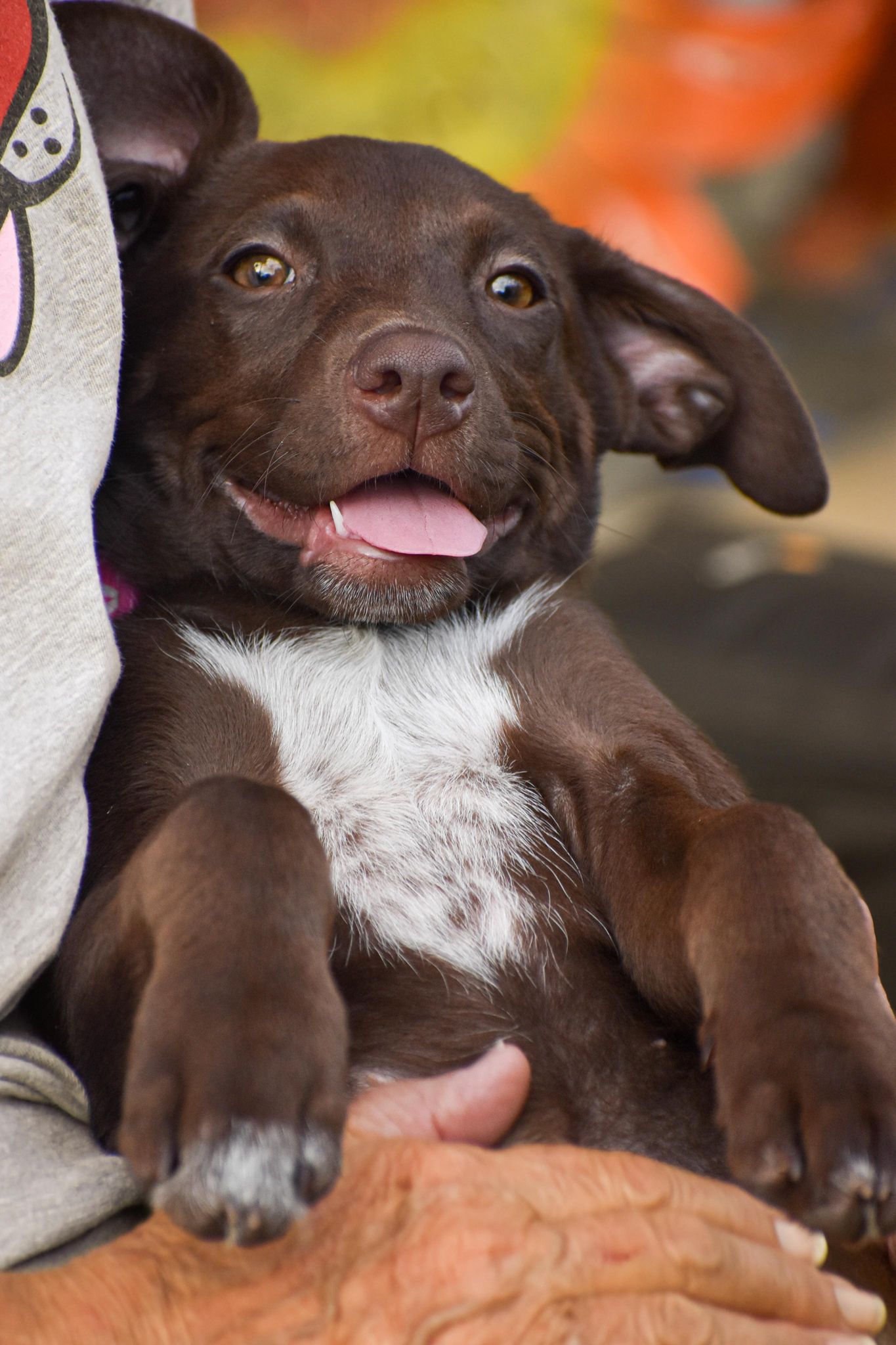 Dog for Adoption - Jennie, Jocy and Maya, a Labrador Retriever in ...