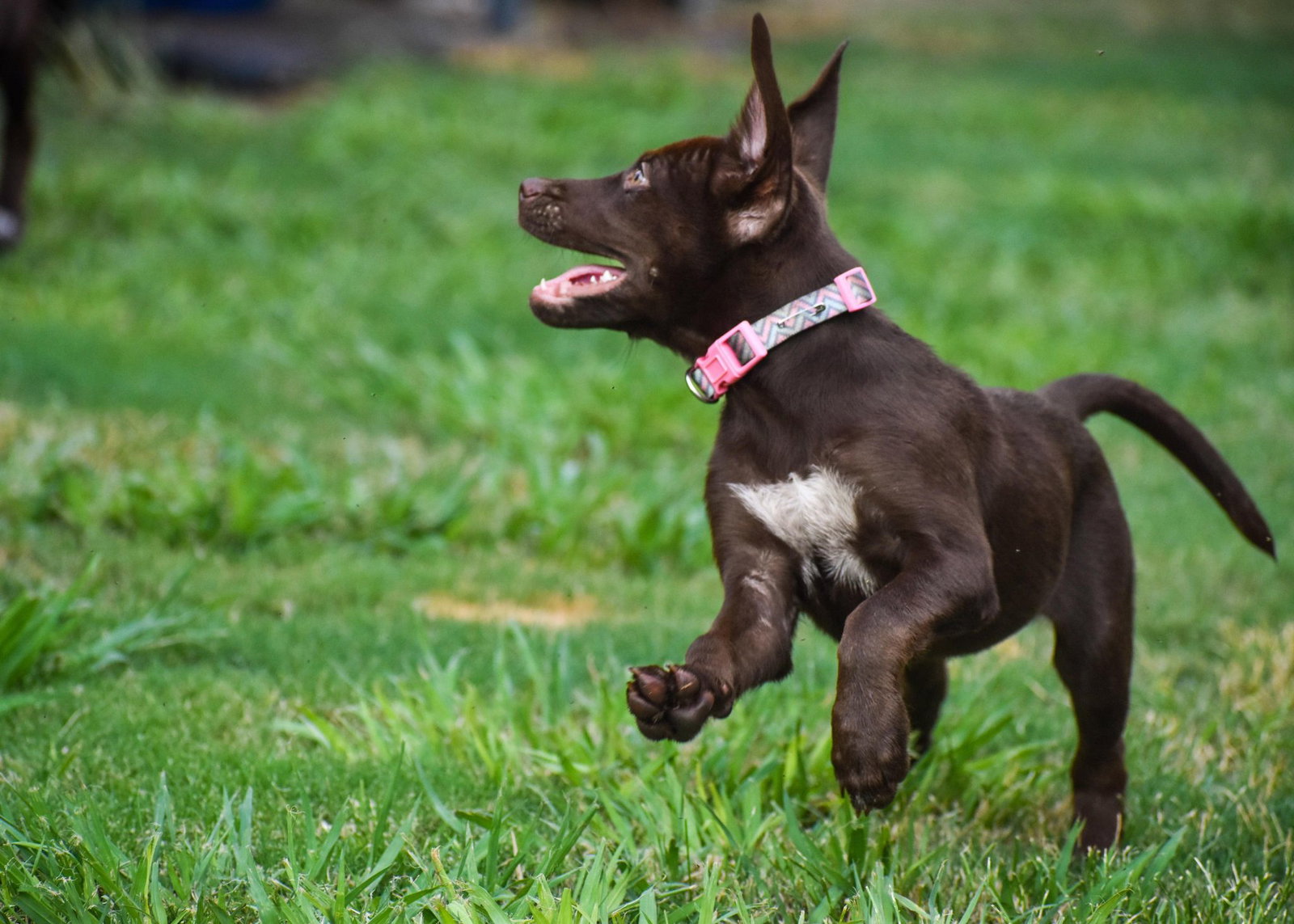 Dog for Adoption - Jennie, Jocy and Maya, a Labrador Retriever in ...