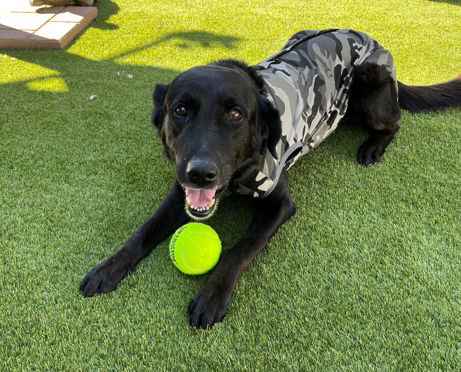 Dog for Adoption - Beau, a Labrador Retriever in Mariposa, CA | Alpha Paw