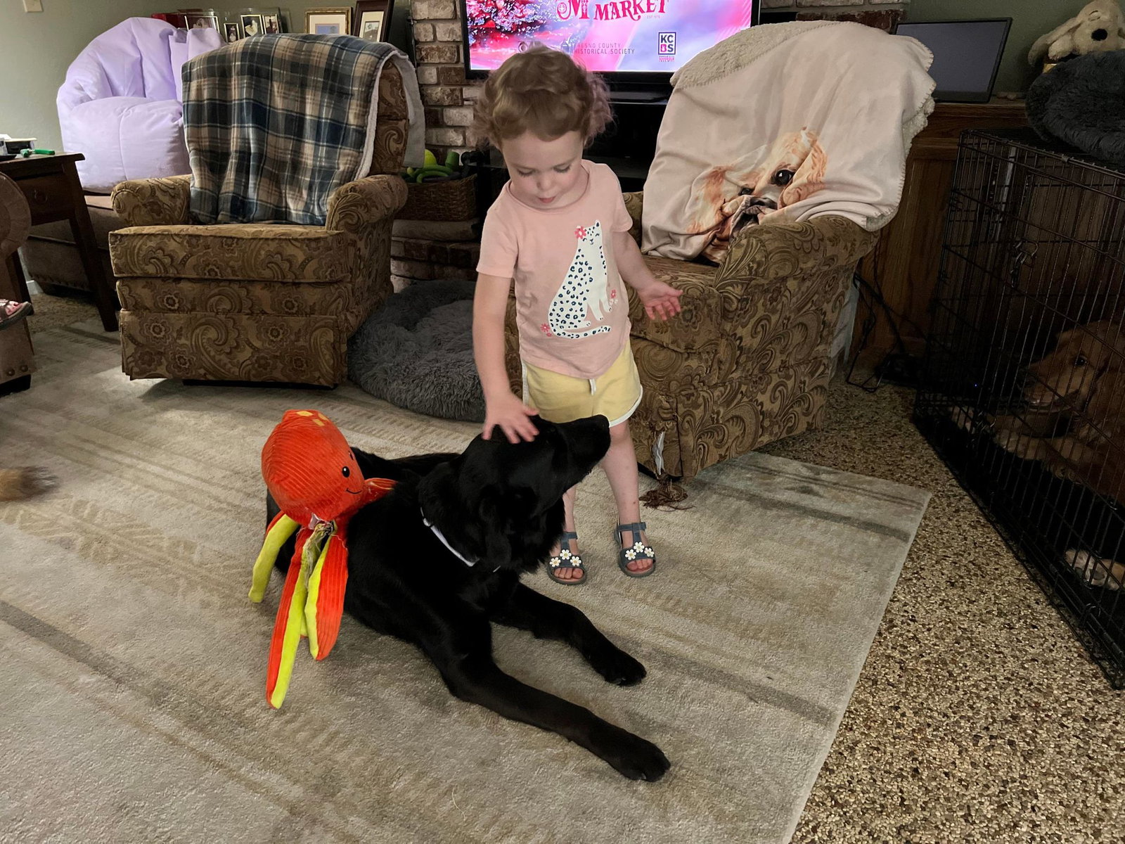 Dog for Adoption - Beau, a Labrador Retriever in Mariposa, CA | Alpha Paw