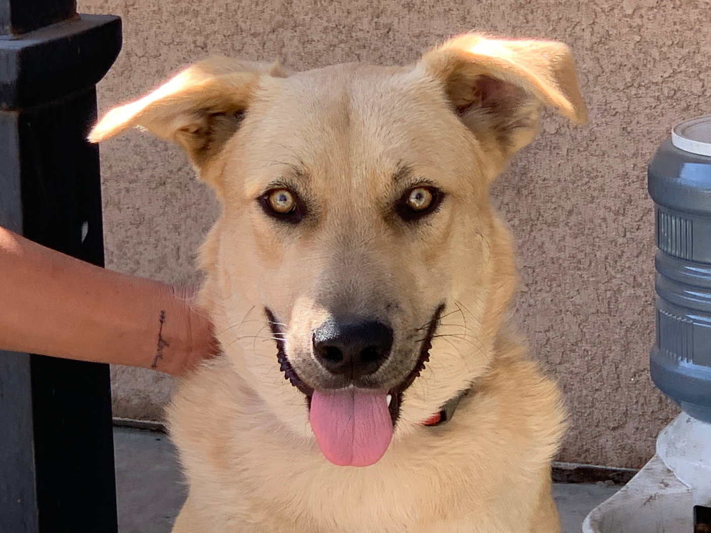 Dog for Adoption - Woodie, a Labrador Retriever in Reedley, CA | Alpha Paw