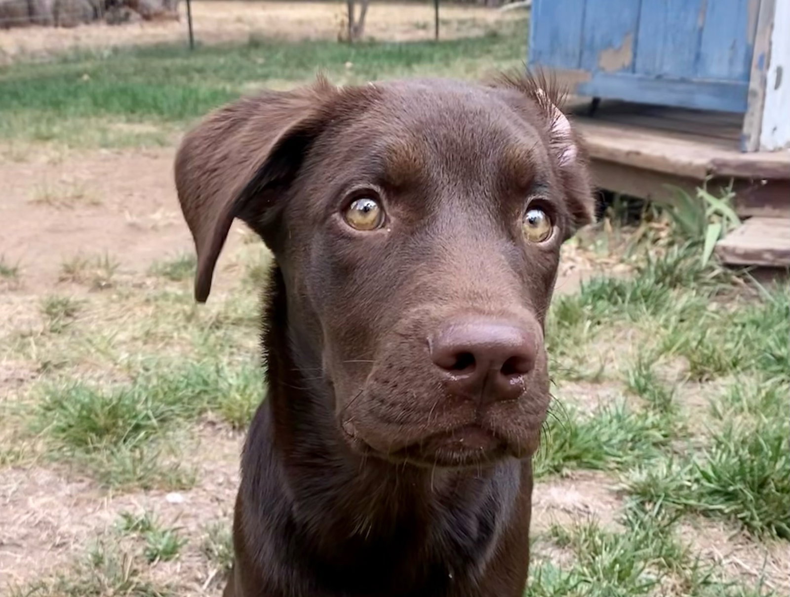 Dog for Adoption - Raley, a Labrador Retriever in Mariposa, CA | Alpha Paw
