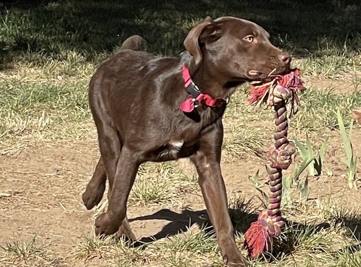 Dog for Adoption - Raley, a Labrador Retriever in Mariposa, CA | Alpha Paw
