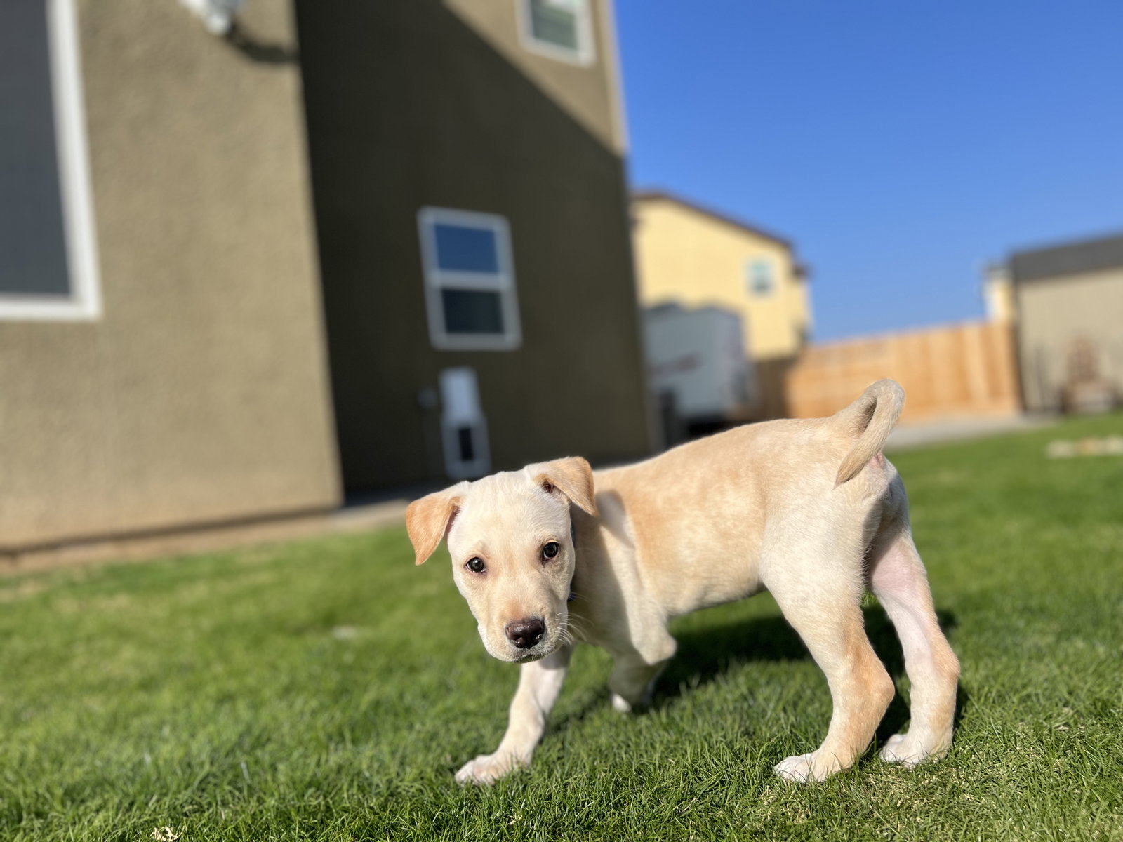 Dog for Adoption - Chase, a Labrador Retriever in Mariposa, CA | Alpha Paw