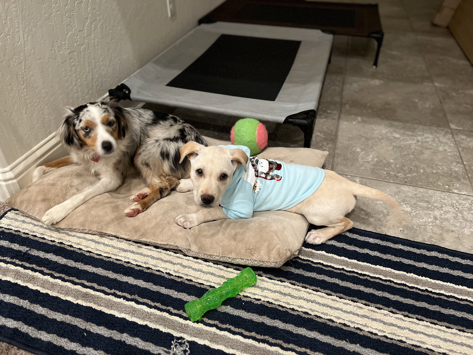 Dog for Adoption - Chase, a Labrador Retriever in Mariposa, CA | Alpha Paw