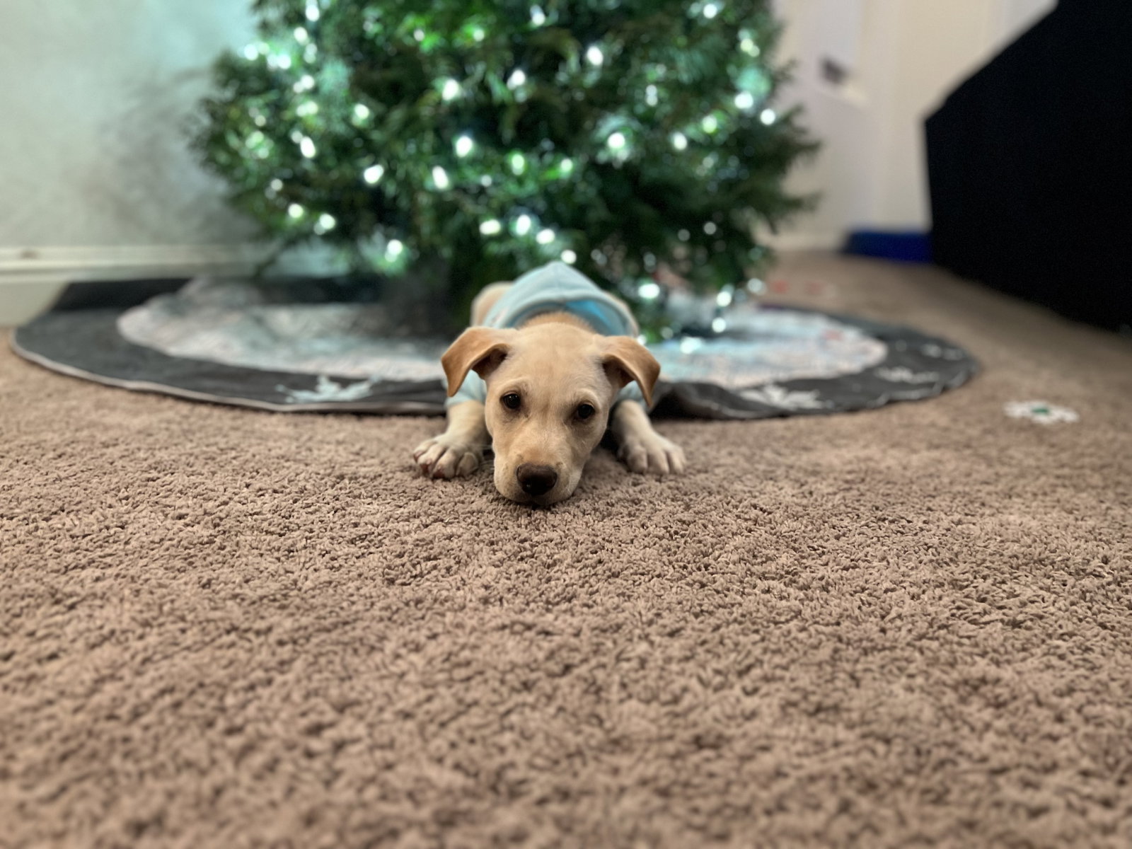 Dog for Adoption - Chase, a Labrador Retriever in Mariposa, CA | Alpha Paw
