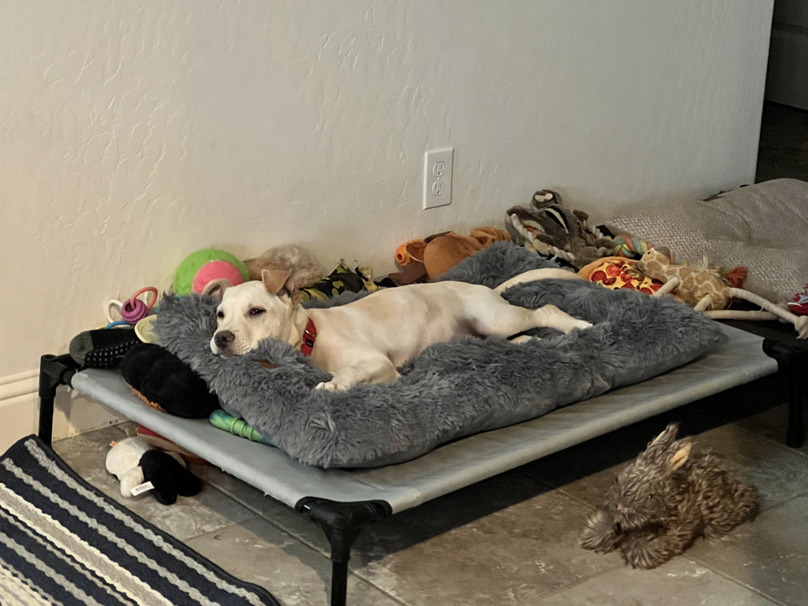Dog for Adoption - Chase, a Labrador Retriever in Mariposa, CA | Alpha Paw