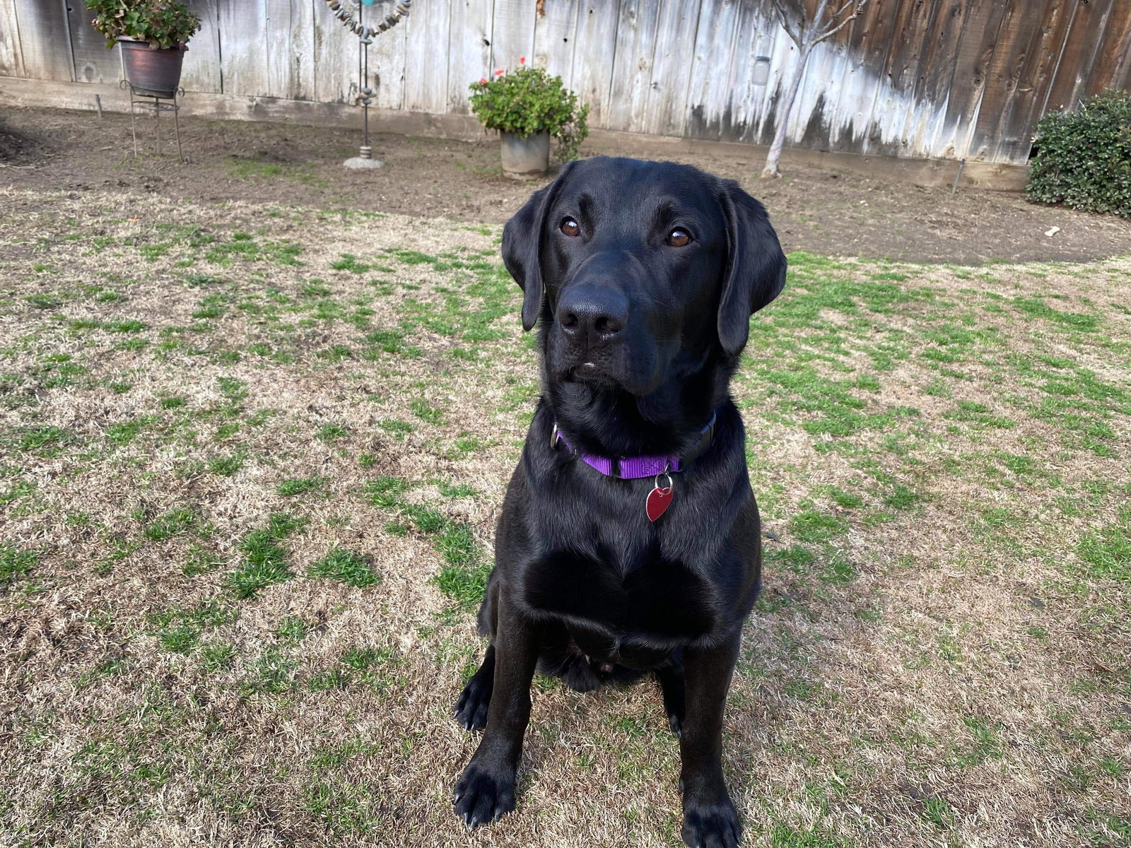 Dog for Adoption - Bart, a Labrador Retriever in Planada, CA | Alpha Paw