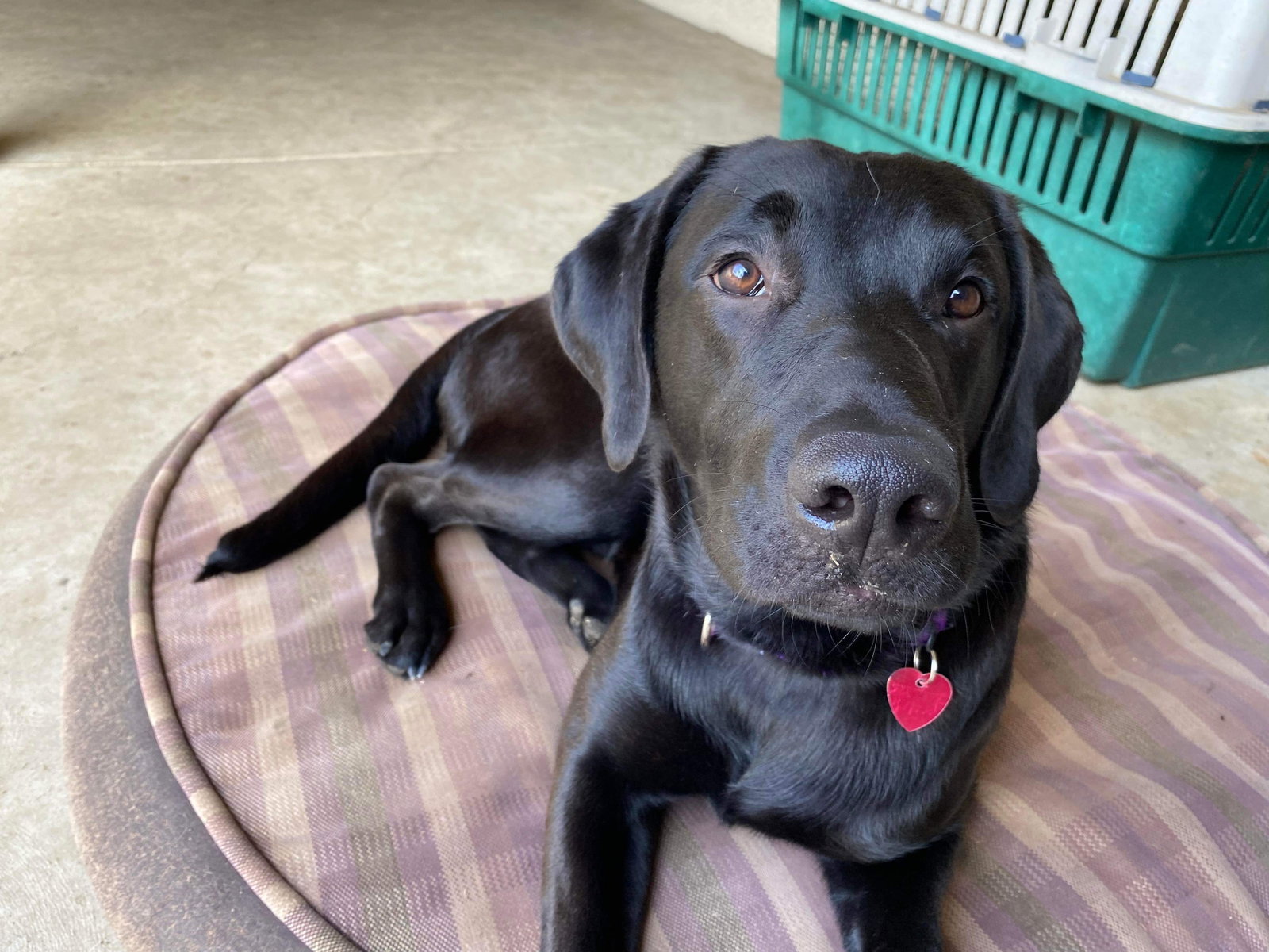 Dog for Adoption - Bart, a Labrador Retriever in Planada, CA | Alpha Paw