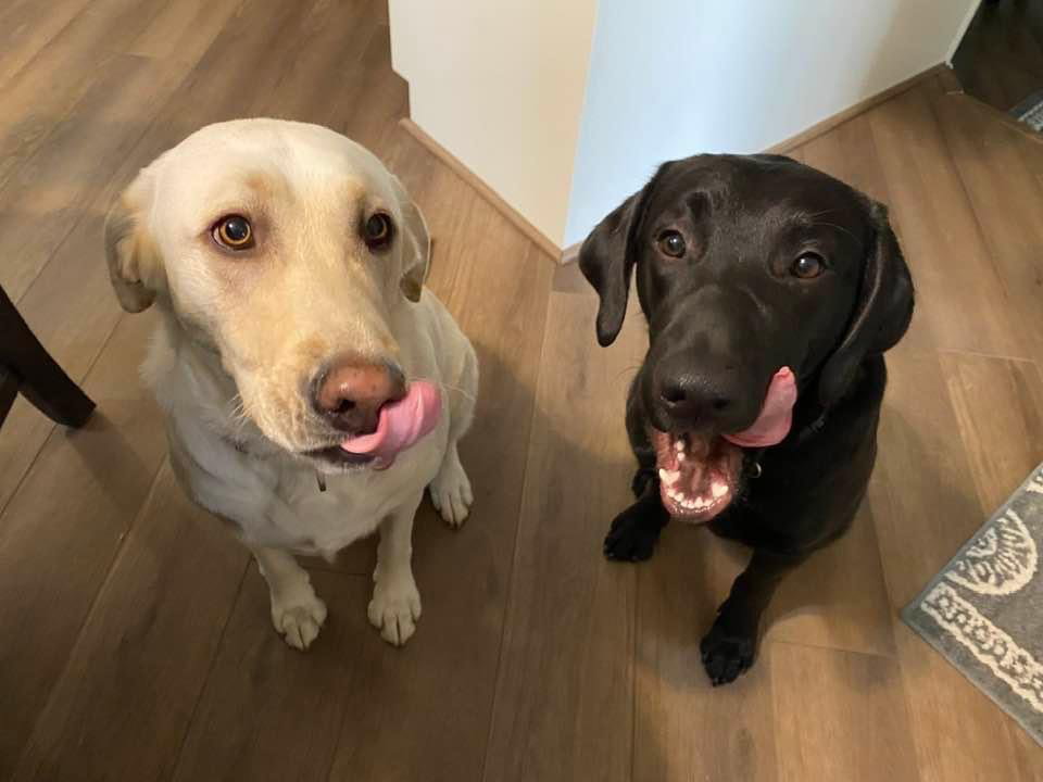 Dog for Adoption - Bart, a Labrador Retriever in Planada, CA | Alpha Paw